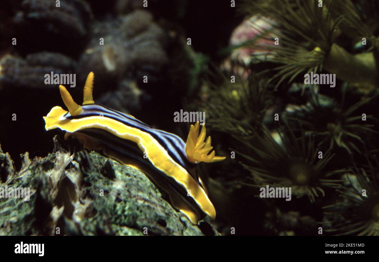 Chromodoris quadricolor is a species of very colourful sea slug, a ...