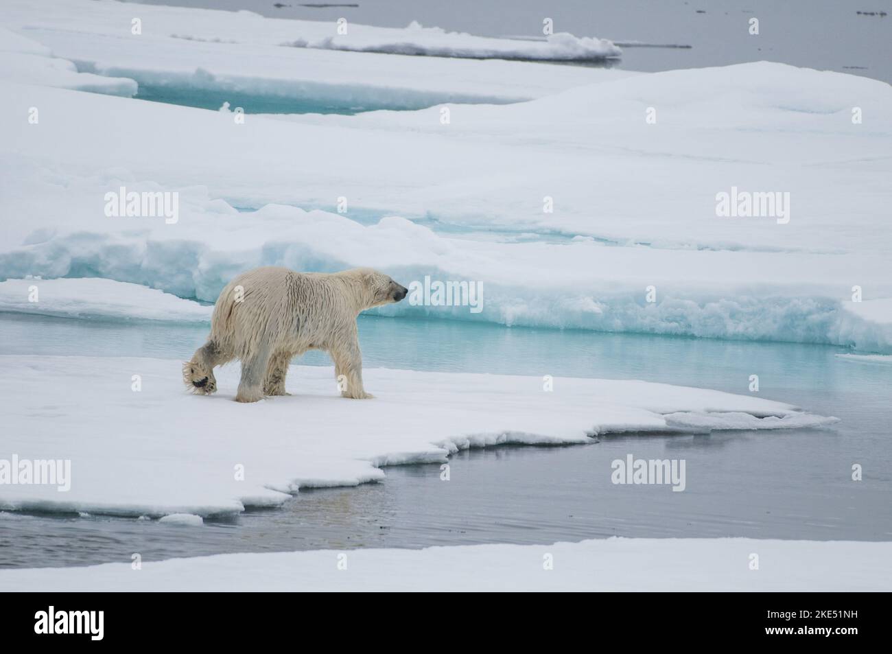 walking Ice Bear Stock Photo - Alamy