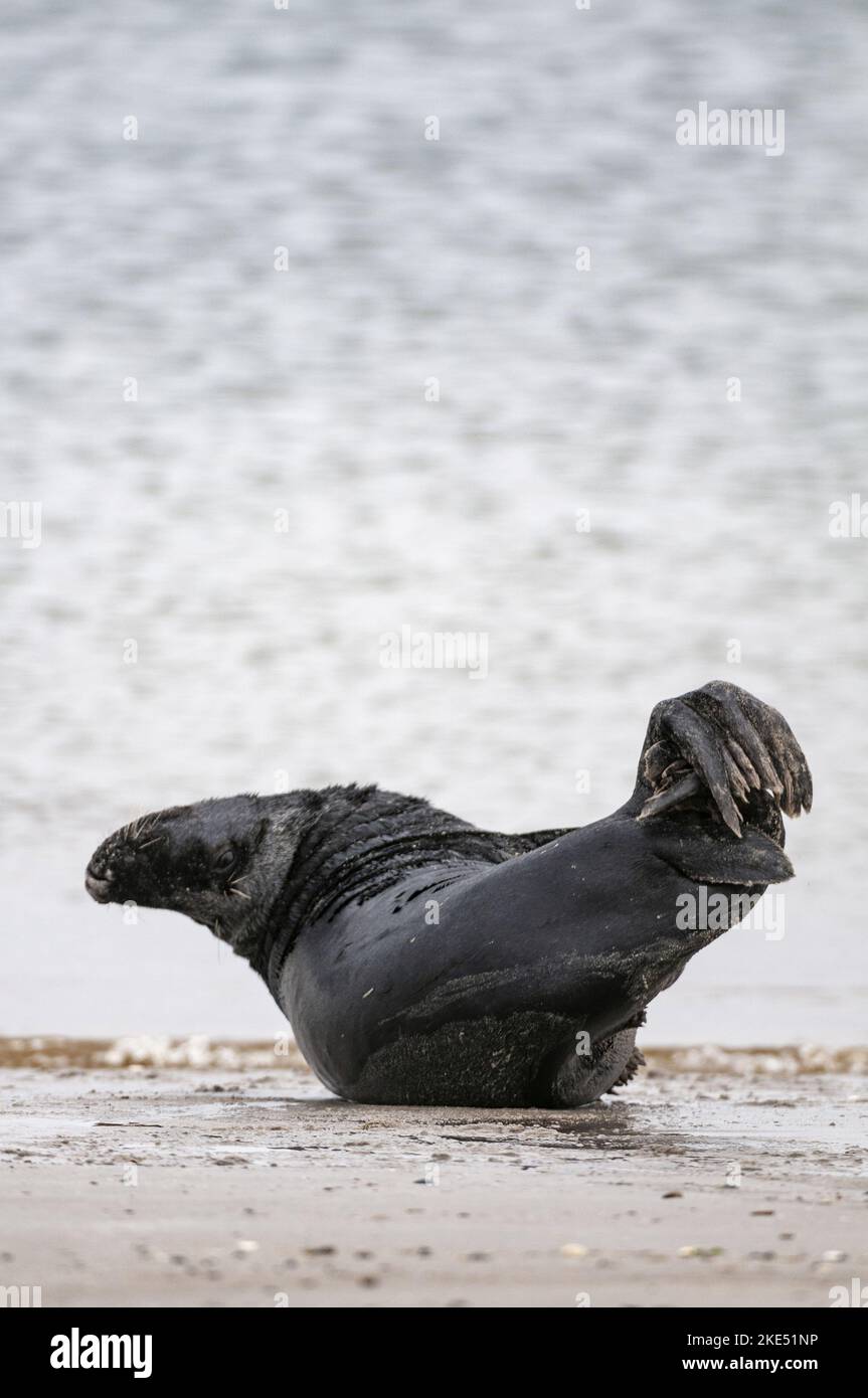 Seal backside hi-res stock photography and images - Alamy