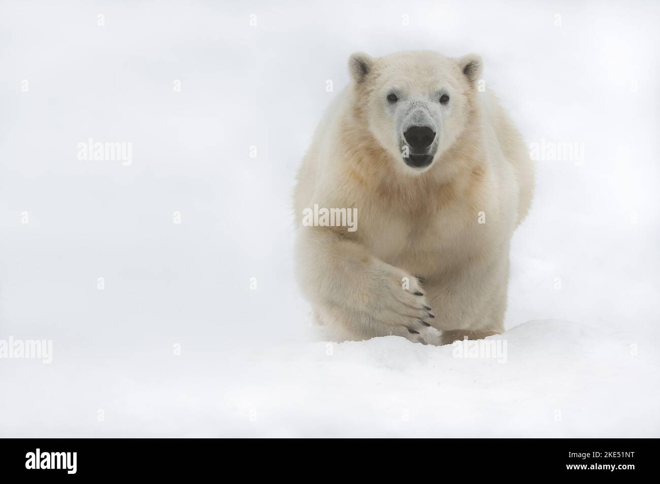 running Ice Bear Stock Photo - Alamy