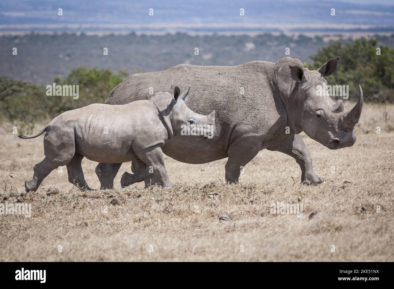 Rhinos running hi-res stock photography and images - Alamy