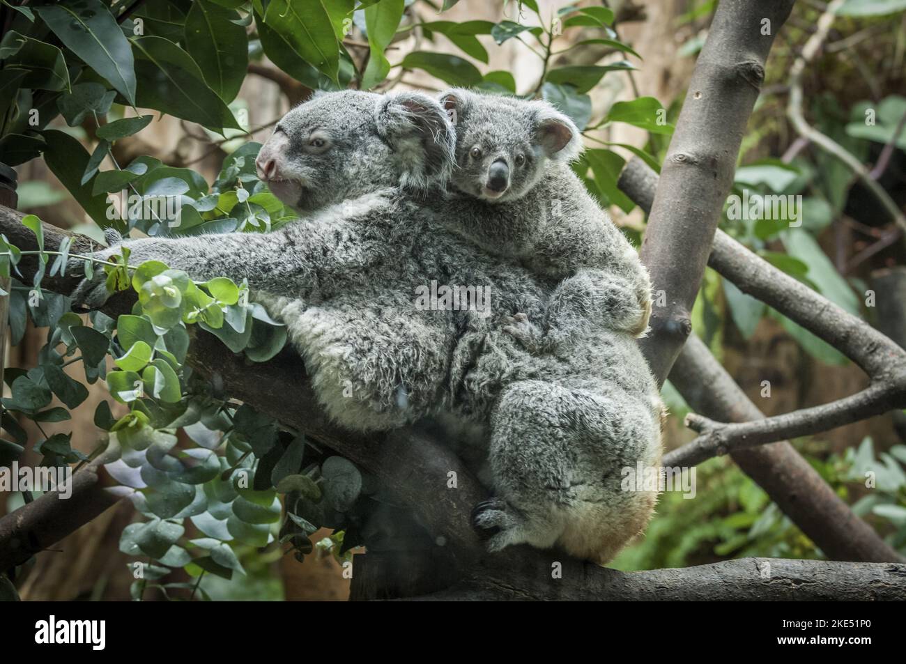 Babys limb hi-res stock photography and images - Alamy