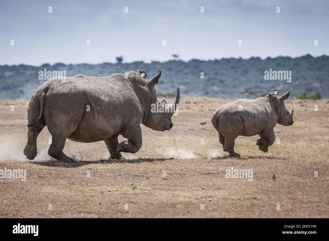 Rhinos running hi-res stock photography and images - Alamy