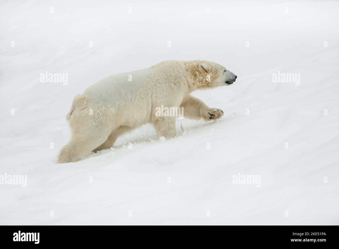 running Ice Bear Stock Photo - Alamy