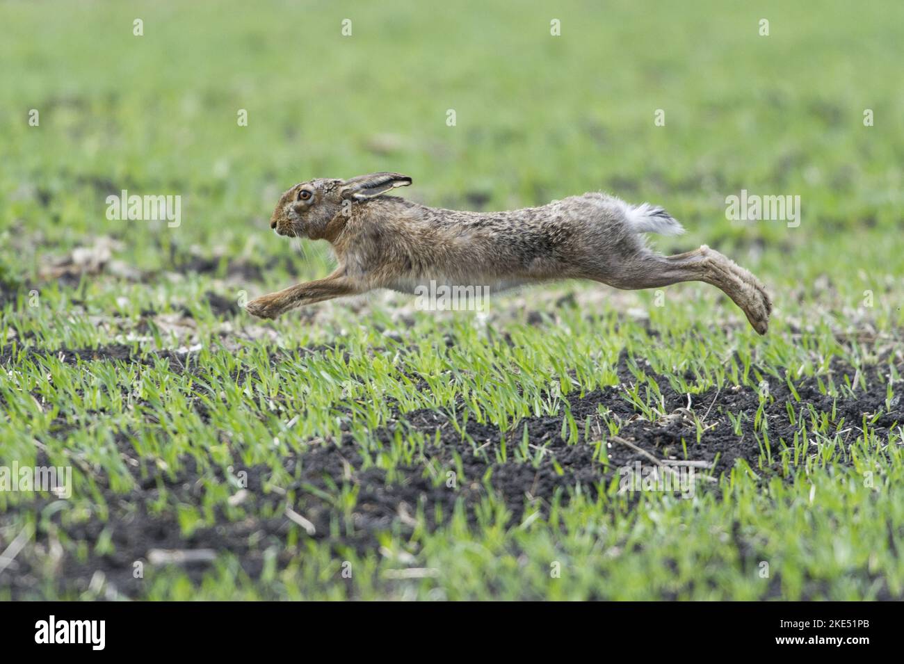 Hare gallop hi-res stock photography and images - Alamy