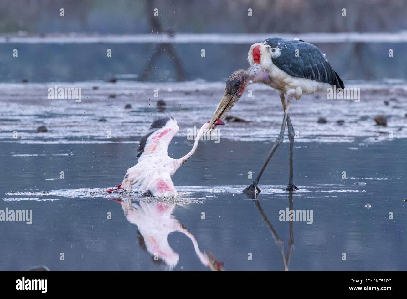 Marabou Stork Eating Flamingo