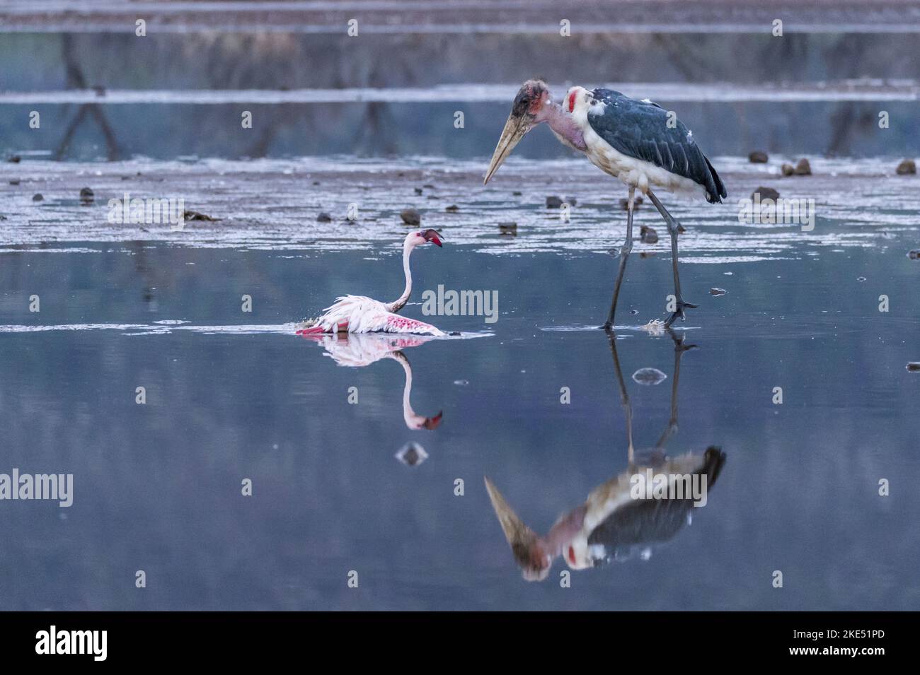 Marabou Stork kills Flamingo Stock Photo - Alamy