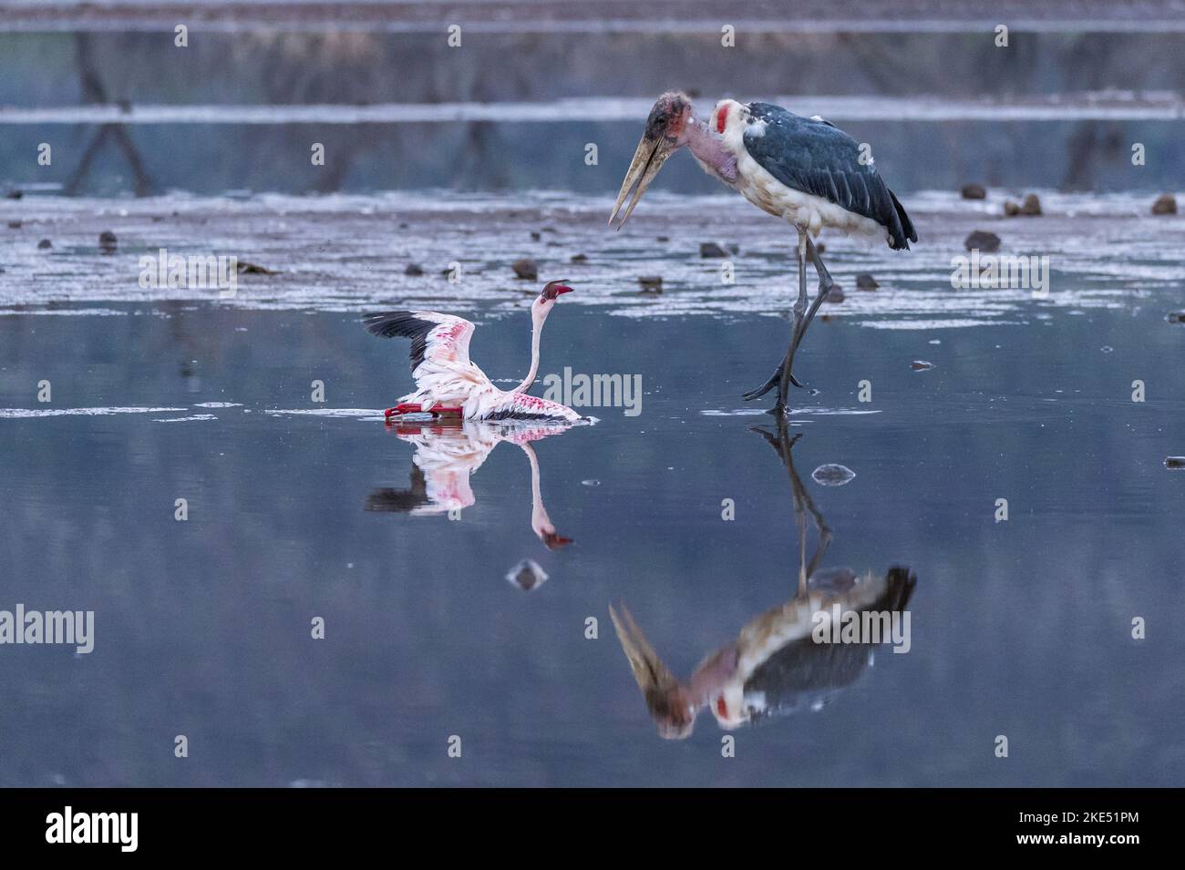 Flamingo hunt hi-res stock photography and images - Alamy