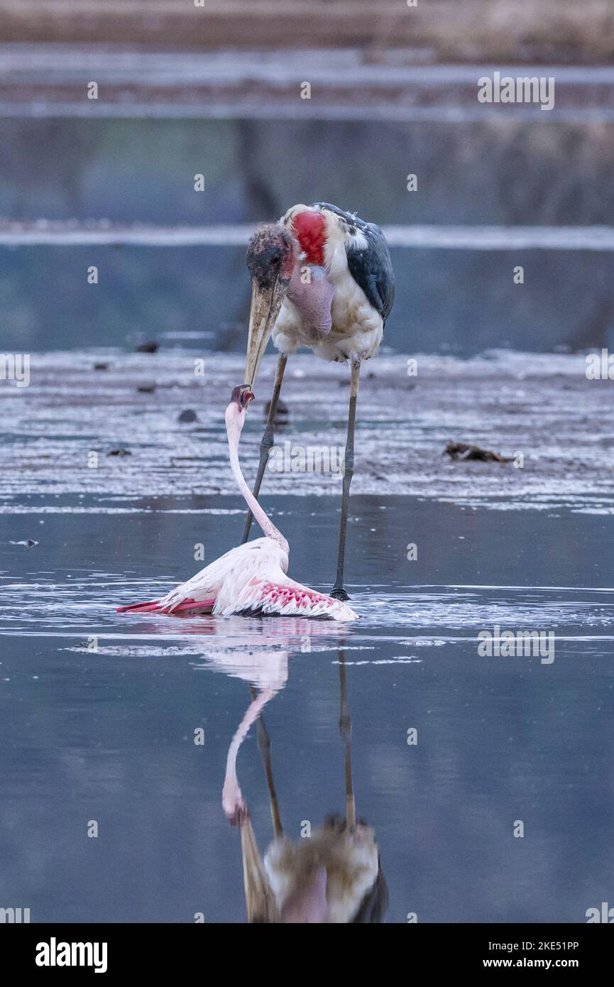 Marabou stork killing flamingo hi-res stock photography and images - Alamy