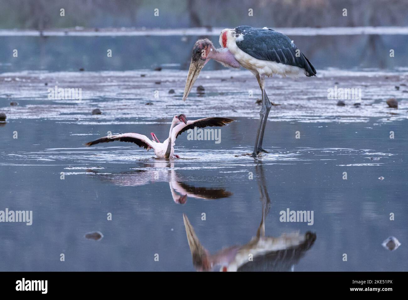 Marabou Stork kills Flamingo Stock Photo - Alamy