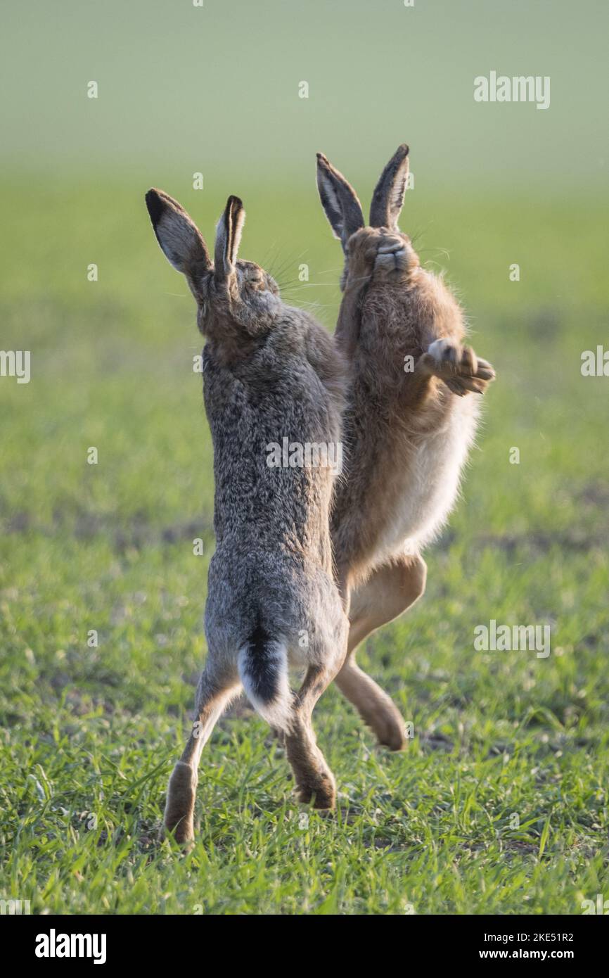 Cue jump hi-res stock photography and images - Alamy