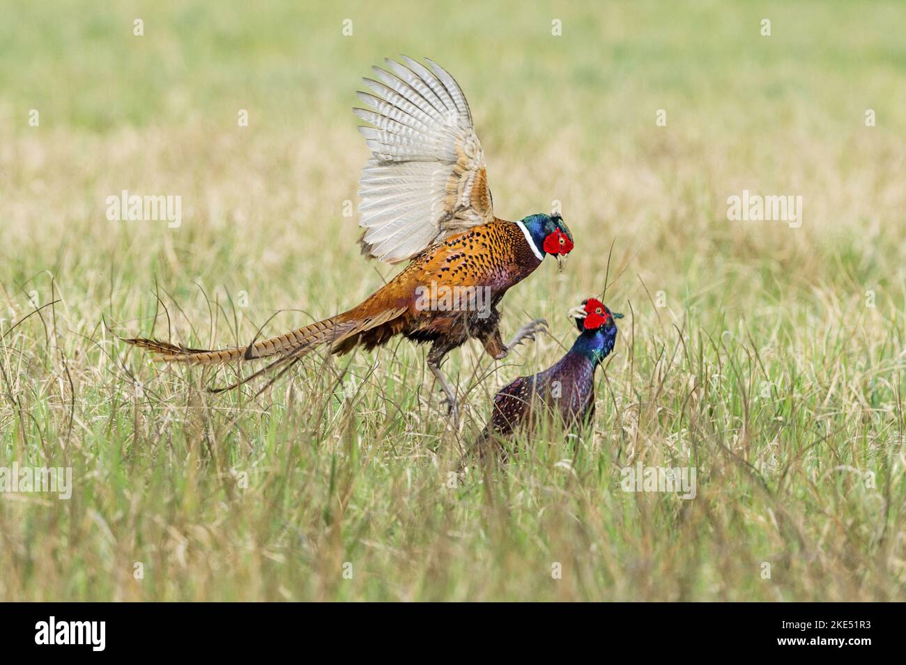 fighting Ring-necked Pheasant Stock Photo - Alamy