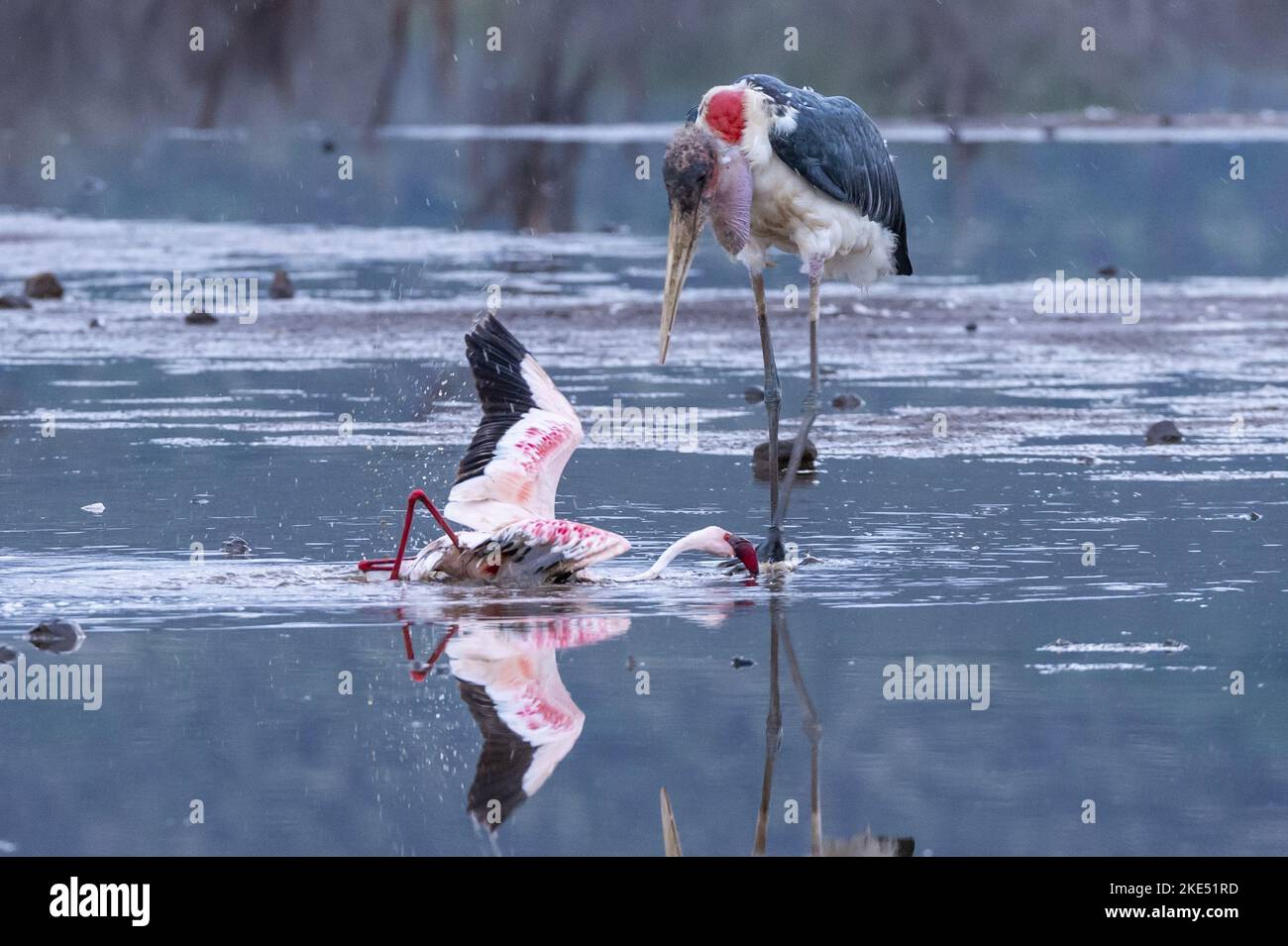 Marabou stork killing flamingo hi-res stock photography and images - Alamy