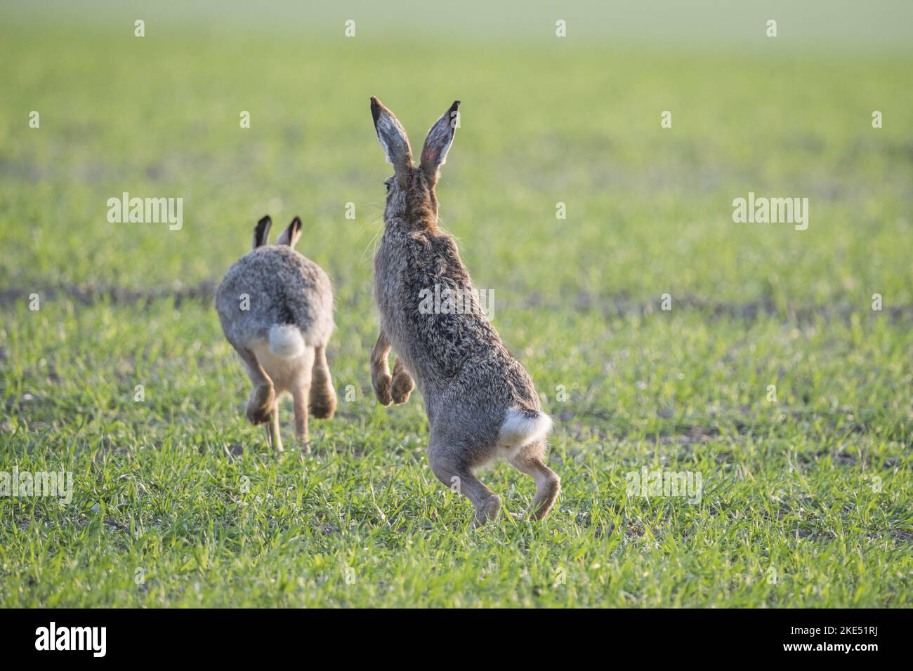 Two european hares running hi-res stock photography and images - Alamy