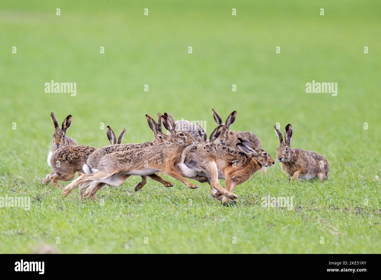 running Brown Hares Stock Photo - Alamy