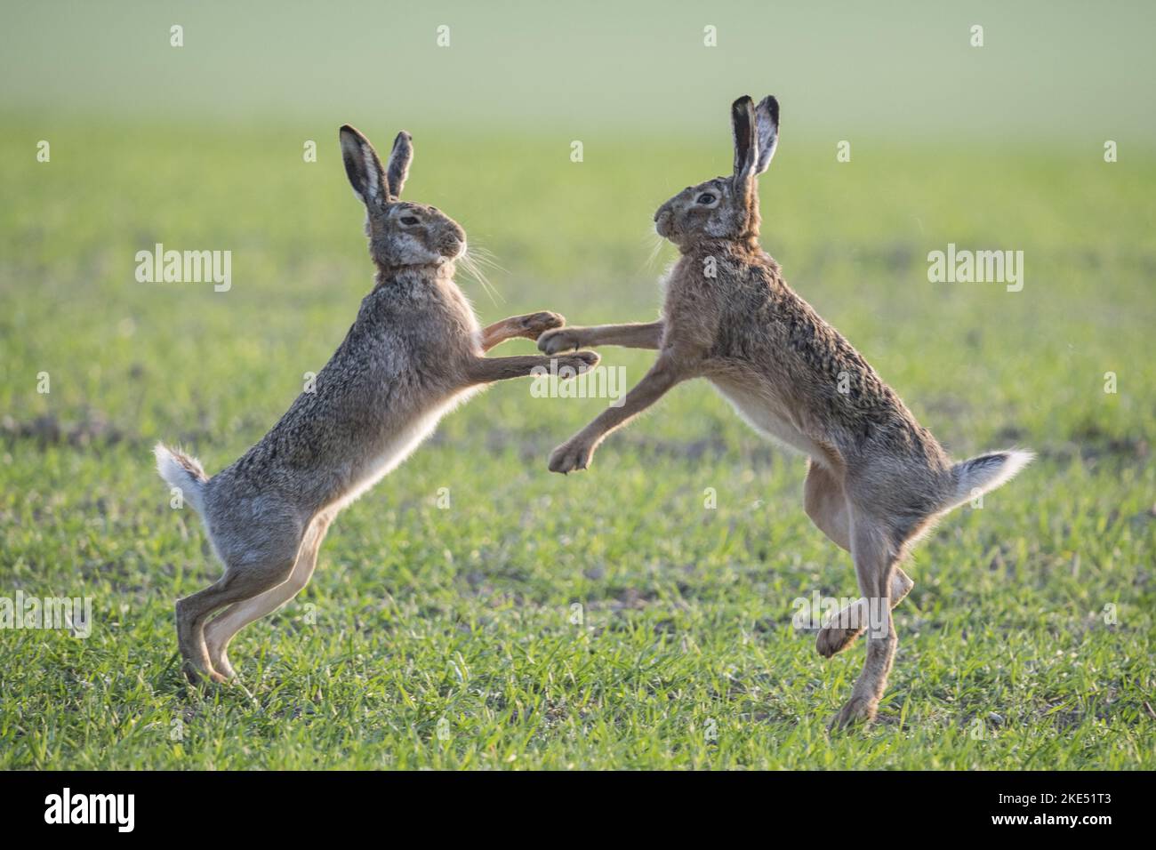 playing Brown Hares Stock Photo - Alamy