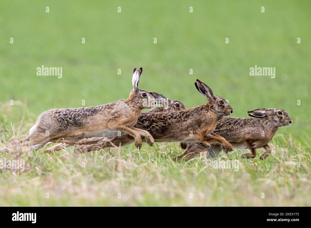 Hare gallop hi-res stock photography and images - Alamy