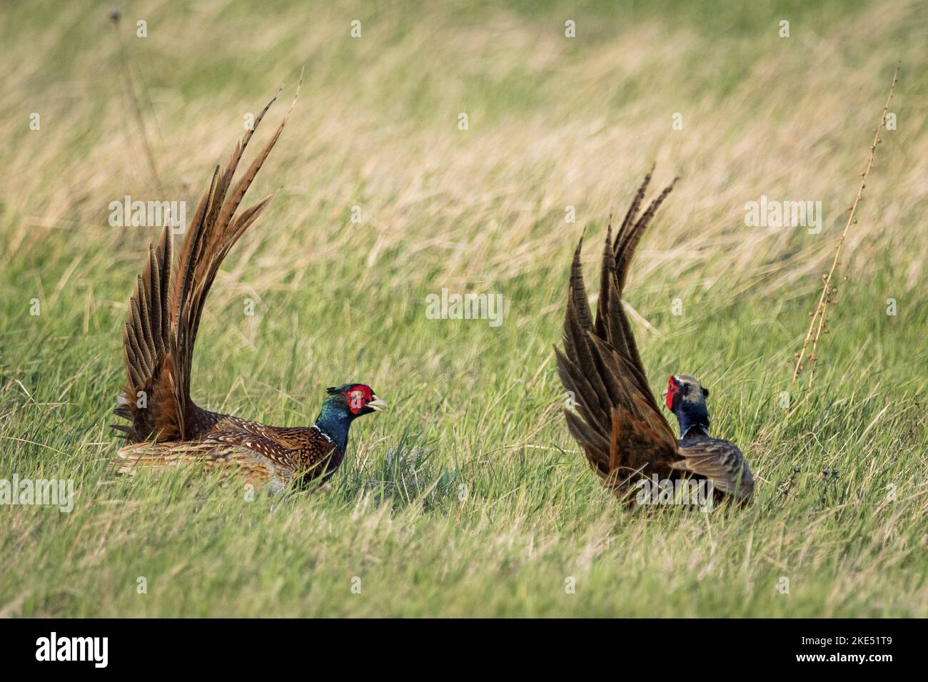 fighting Ring-necked Pheasant Stock Photo - Alamy
