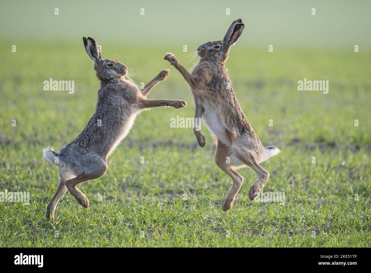 Two european hares fighting lepus hi-res stock photography and images ...