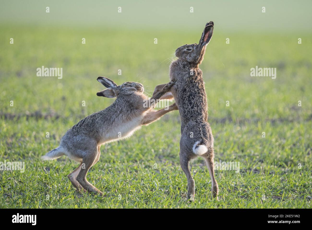 Cue jump hi-res stock photography and images - Alamy
