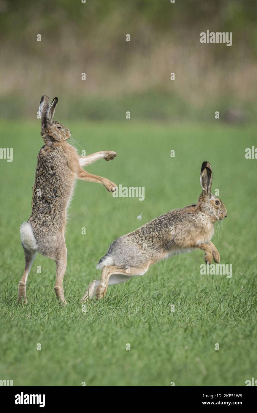 Jumping hares hi-res stock photography and images - Alamy