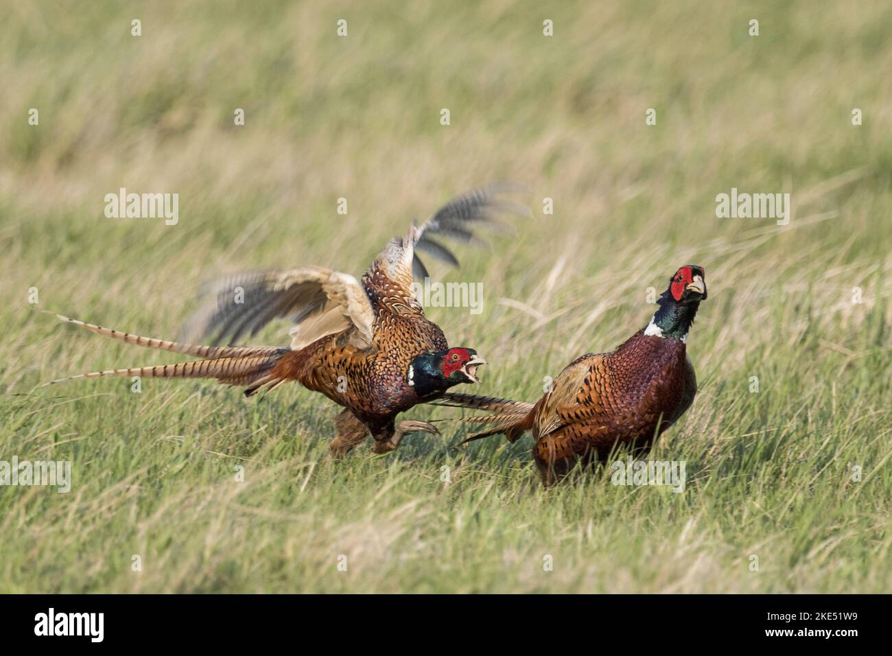 Fighting pheasants hi-res stock photography and images - Alamy