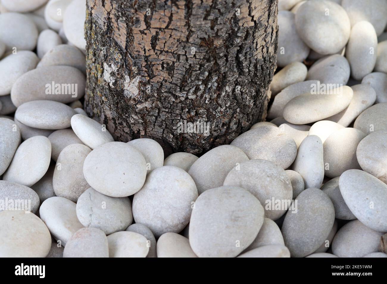 The trunk of the tree and stones Stock Photo - Alamy
