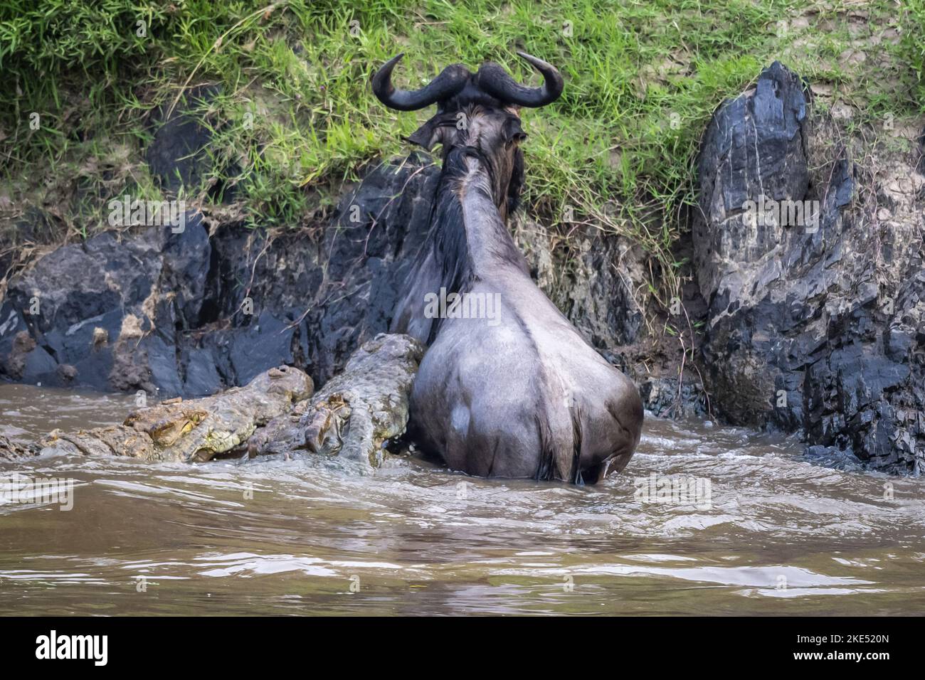 Nile Crocodile kills Blue Wildebeest Stock Photo - Alamy