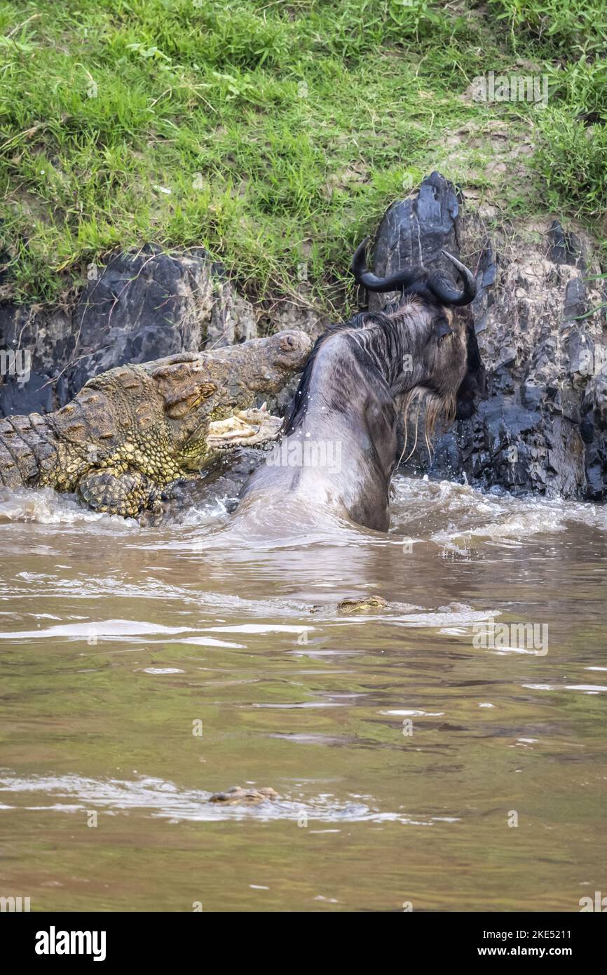 Nile Crocodile kills Blue Wildebeest Stock Photo - Alamy