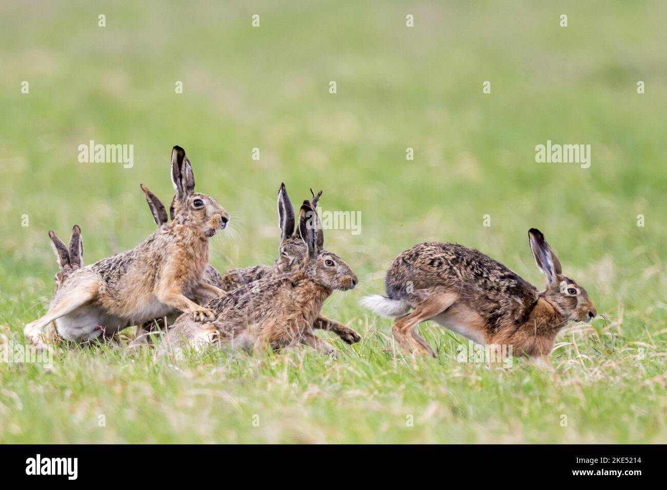 Hare gallop hi-res stock photography and images - Alamy