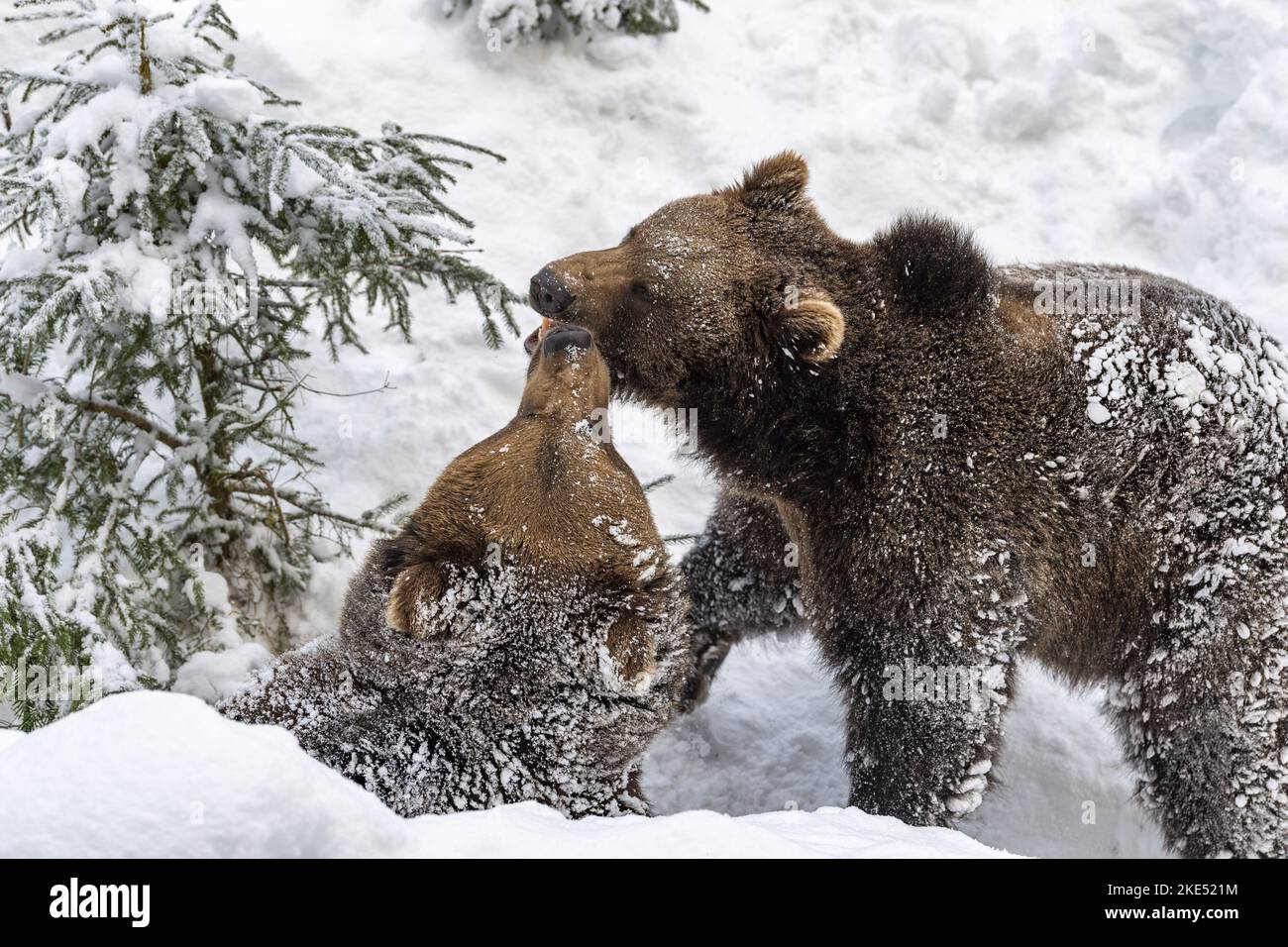 fighting Brown Bears Stock Photo - Alamy