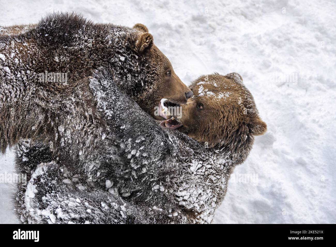 Brown bear attacking hi-res stock photography and images - Alamy