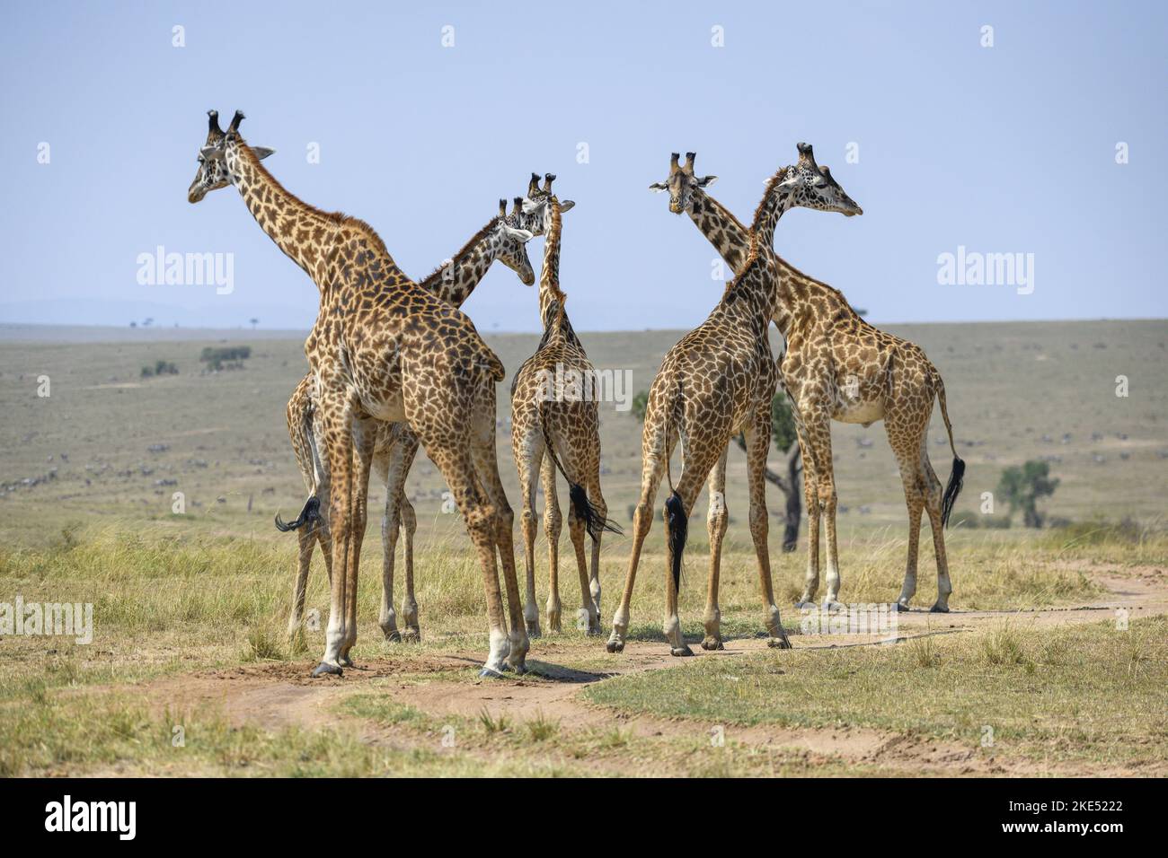 Giraffe backside hi-res stock photography and images - Alamy