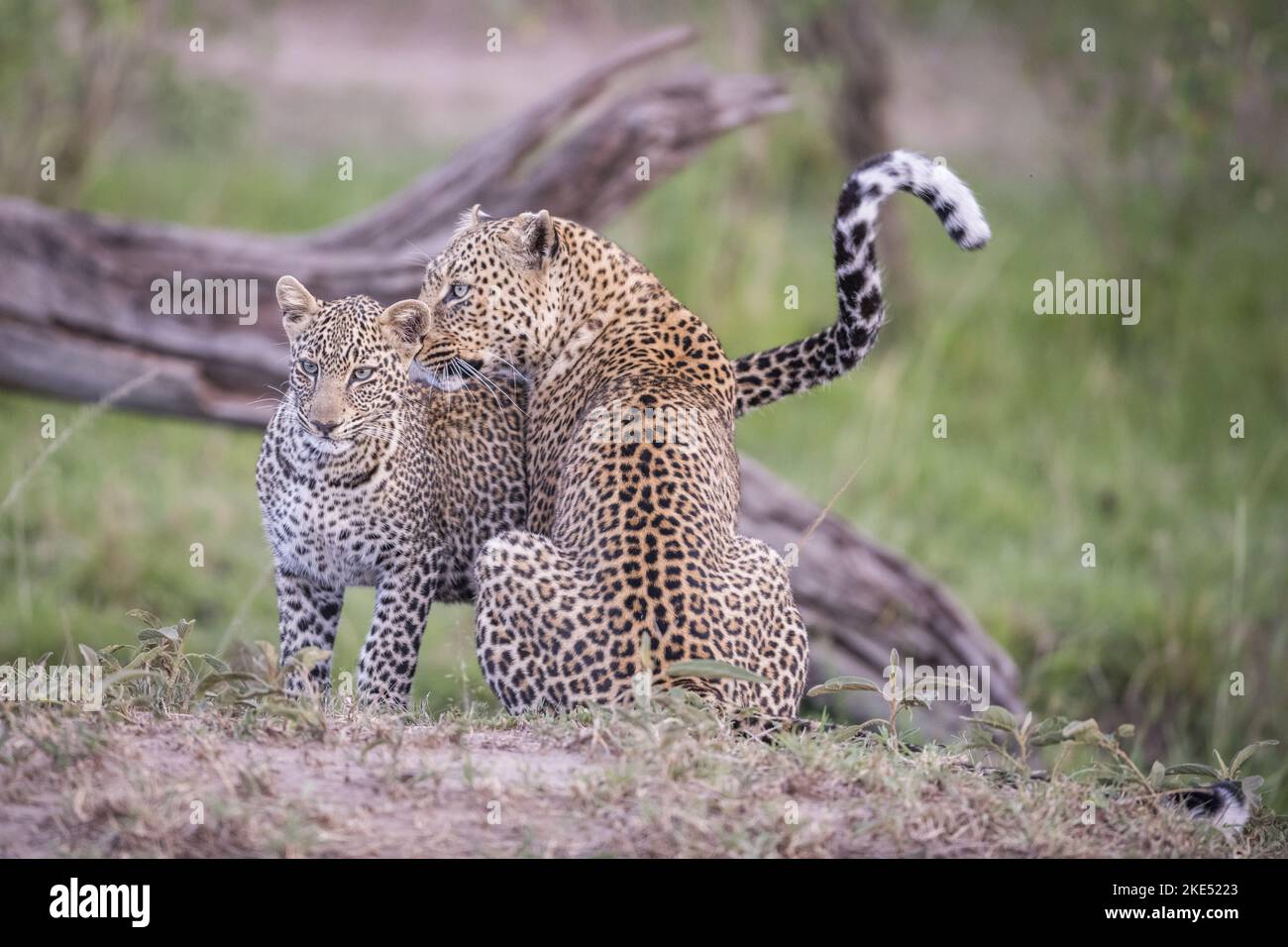 Leopard sitting back hi-res stock photography and images - Alamy