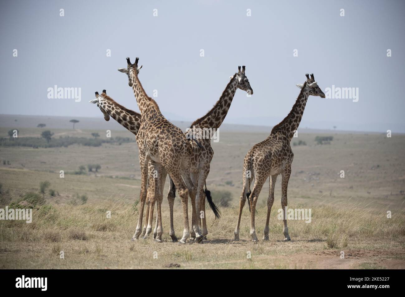 4 giraffes hi-res stock photography and images - Alamy