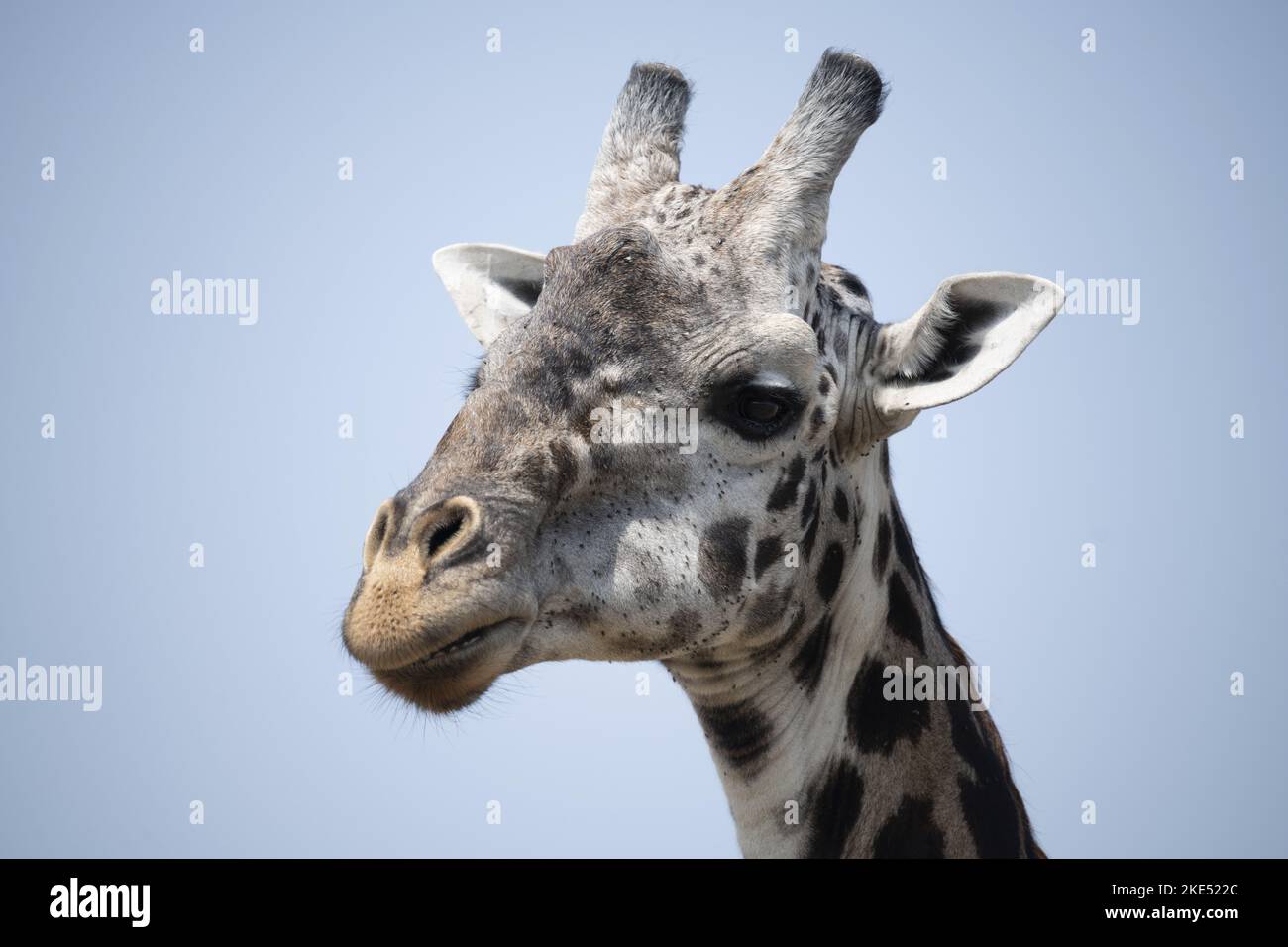Spotty giraffe hi-res stock photography and images - Alamy