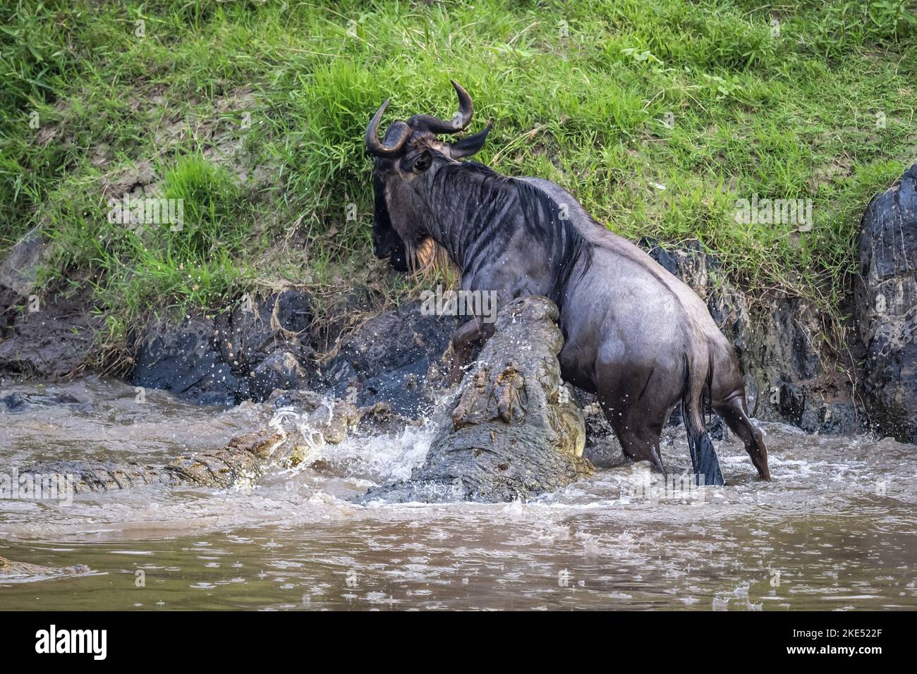 Nile Crocodile kills Blue Wildebeest Stock Photo - Alamy