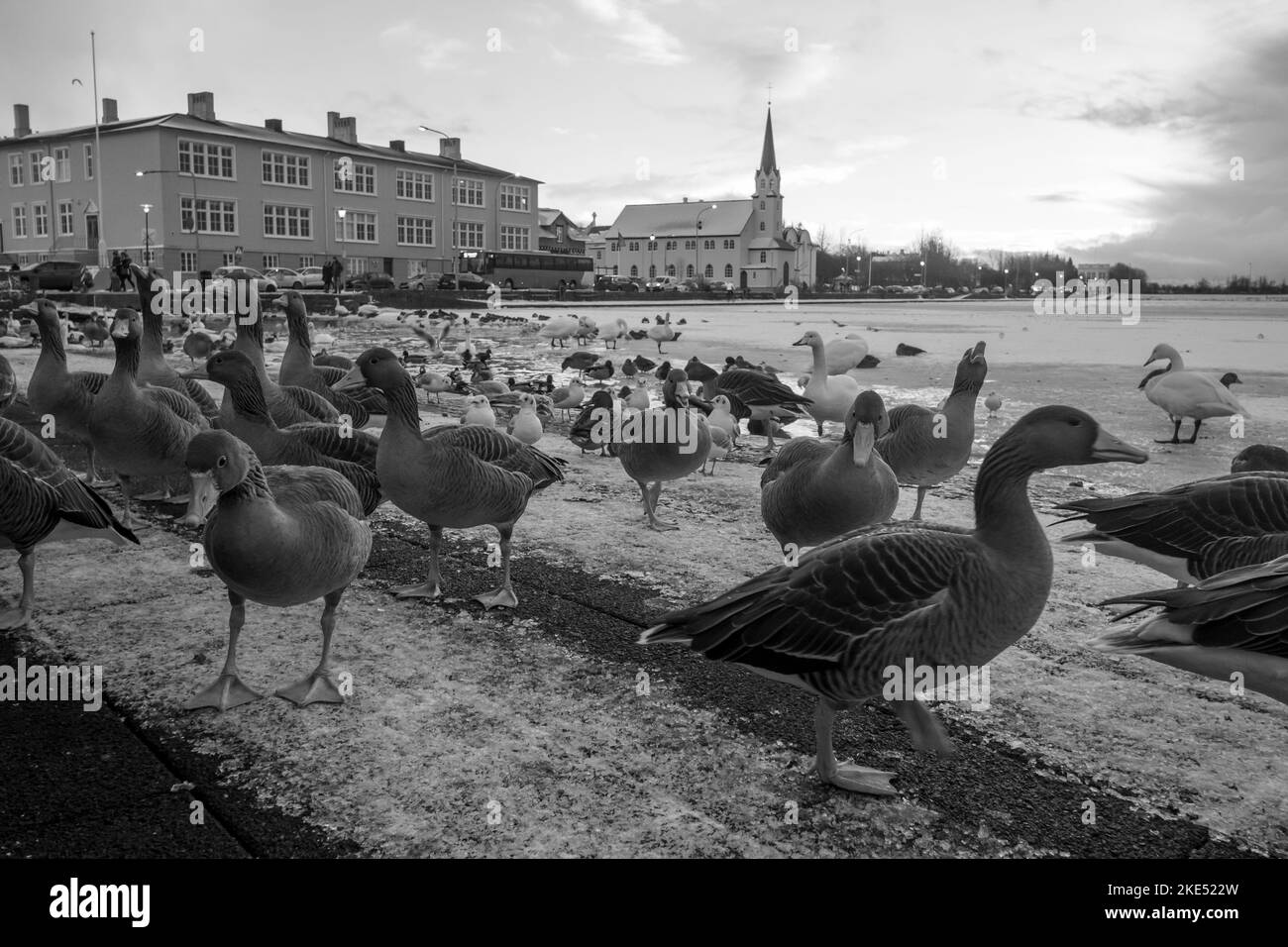 Birds of iceland Black and White Stock Photos & Images - Alamy