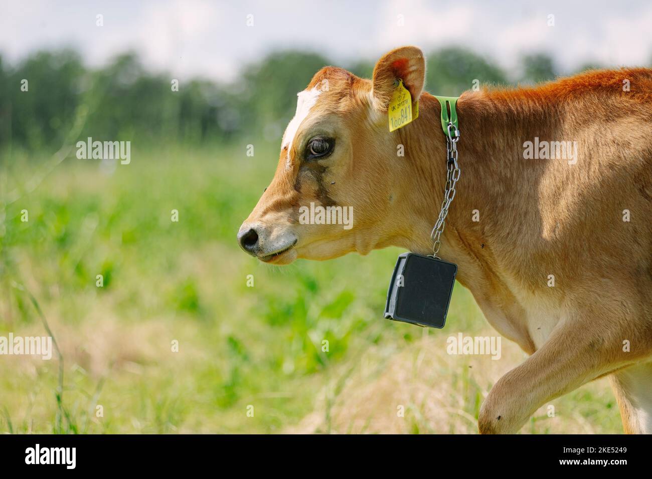 cattle and cows wearing Nofence collars, a system that allows cattle to ...