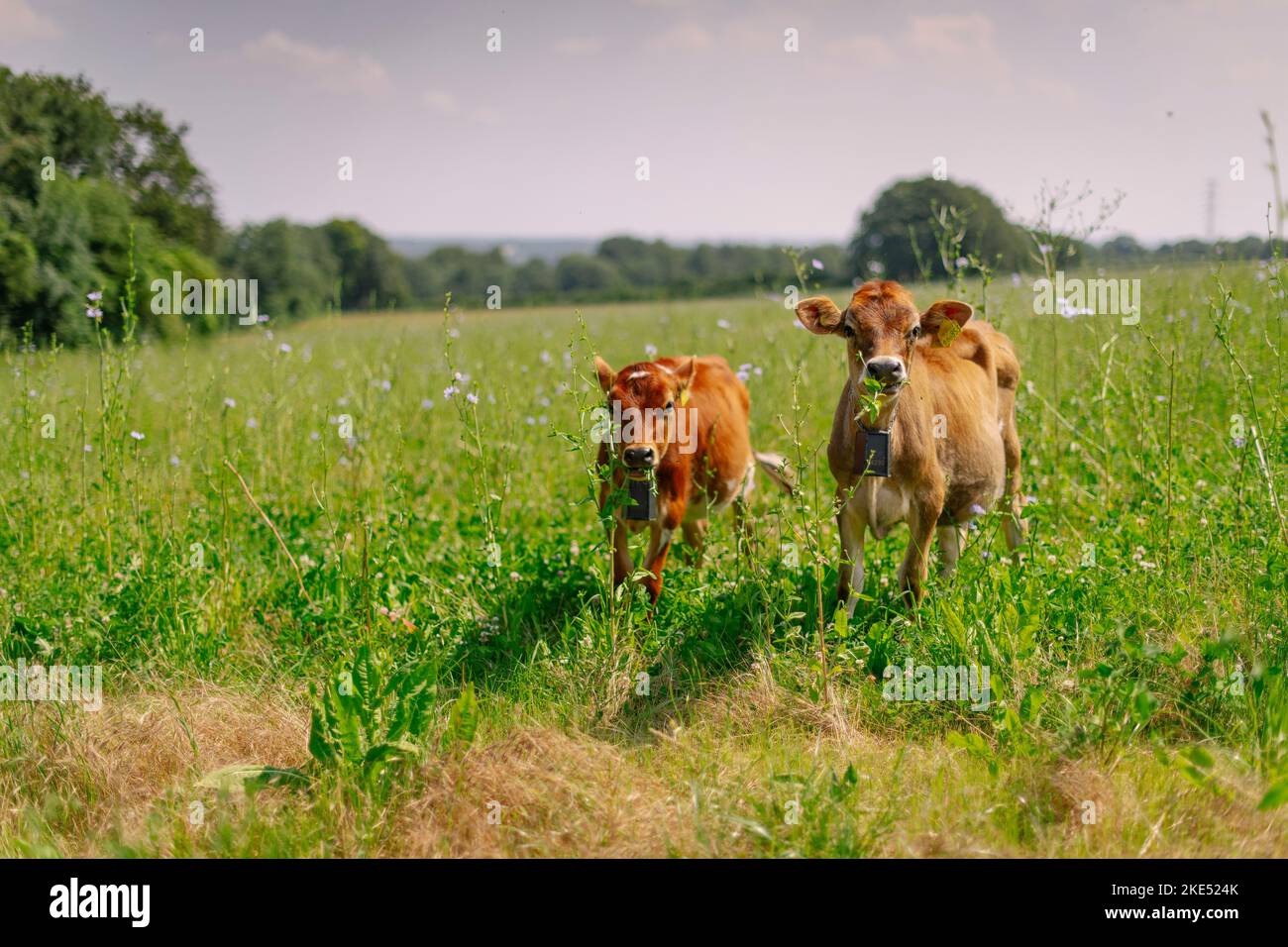 cattle and cows wearing Nofence collars, a system that allows cattle to ...