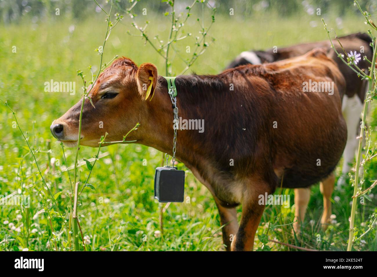 cattle and cows wearing Nofence collars, a system that allows cattle to ...