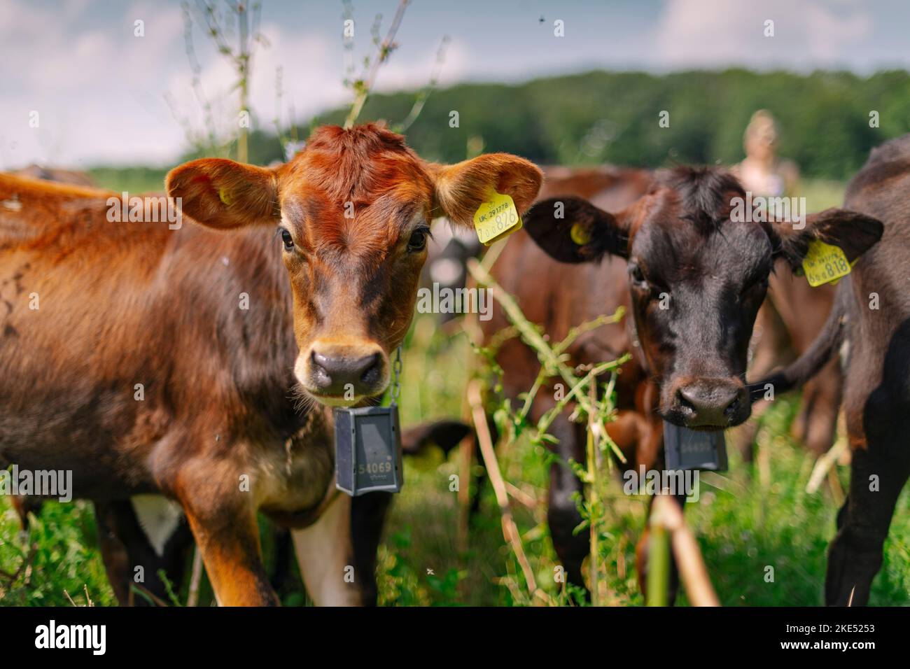 cattle and cows wearing Nofence collars, a system that allows cattle to ...