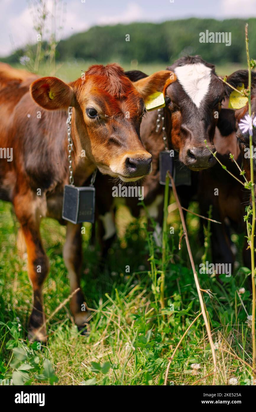 cattle and cows wearing Nofence collars, a system that allows cattle to ...
