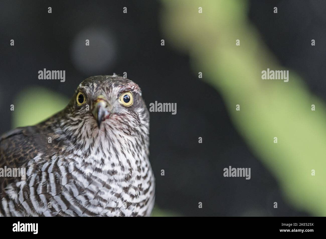 Eurasian Sparrowhawk portrait Stock Photo - Alamy