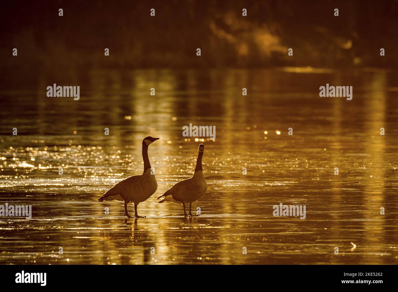 Sea gooses hi-res stock photography and images - Alamy
