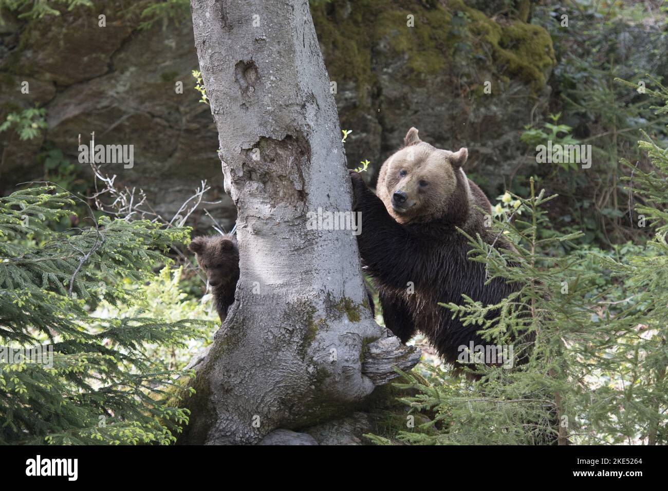 Bear hides hi-res stock photography and images - Alamy