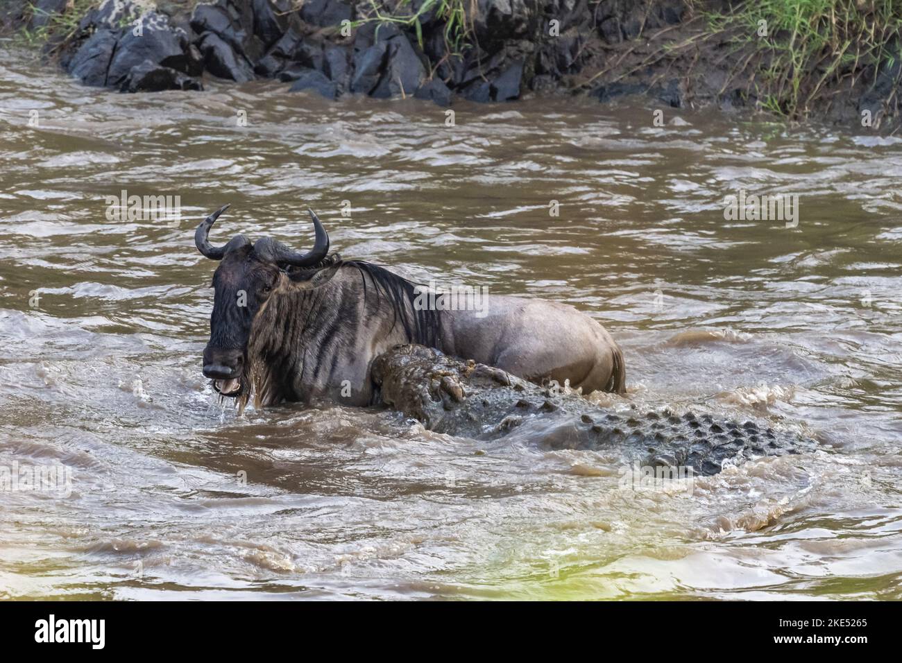 Nile Crocodile kills Blue Wildebeest Stock Photo - Alamy