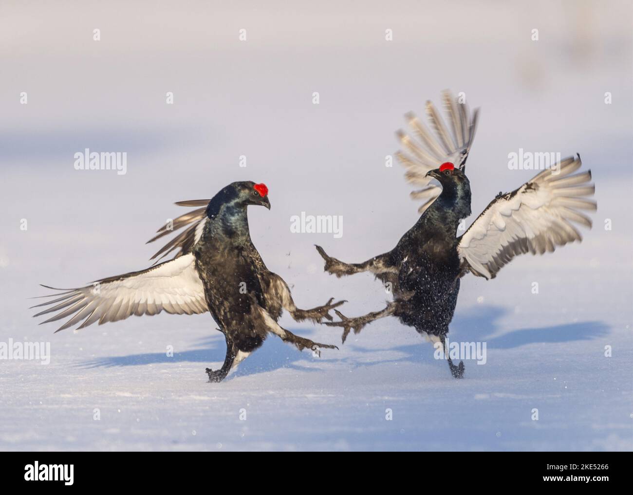 Lyrurus tetrix fight hi-res stock photography and images - Alamy