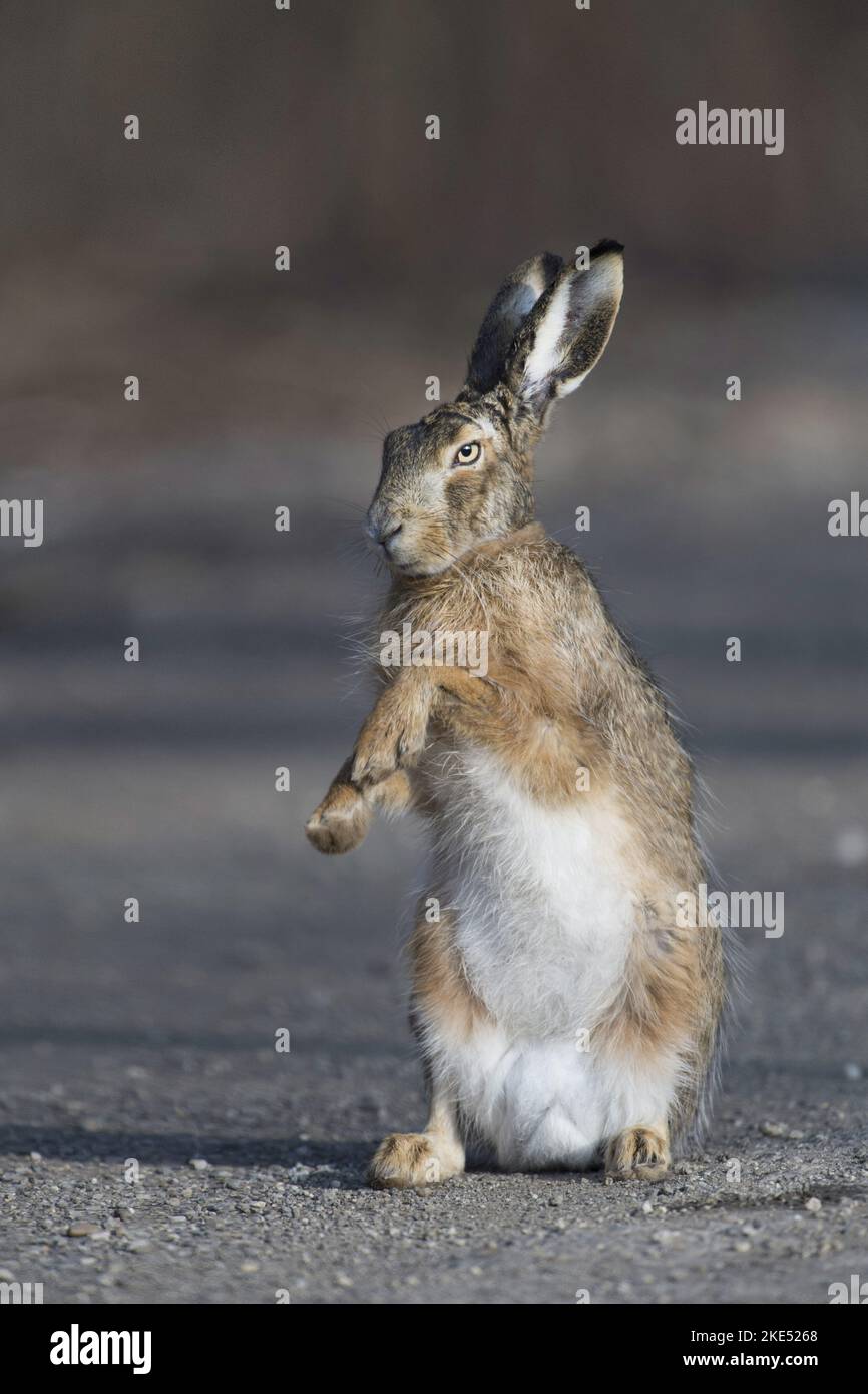 sitting Brown Hare Stock Photo - Alamy