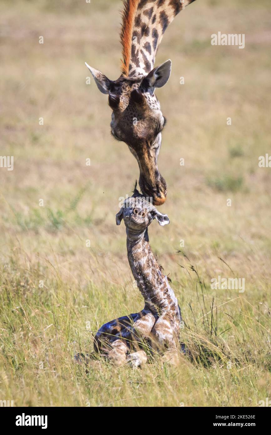 Females have yellow spots hi-res stock photography and images - Alamy